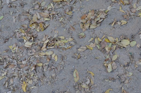 leaves on the ground texture 0044 - Texturelib